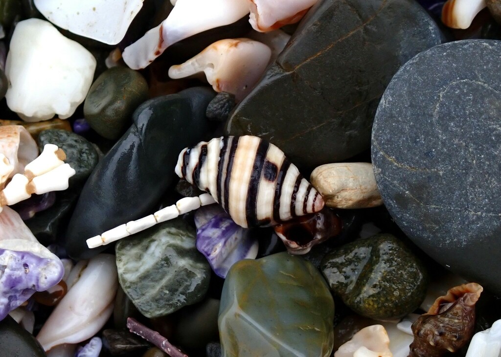 Engina lineata from Woolgoolga NSW 2456, Australia on March 21, 2024 at ...