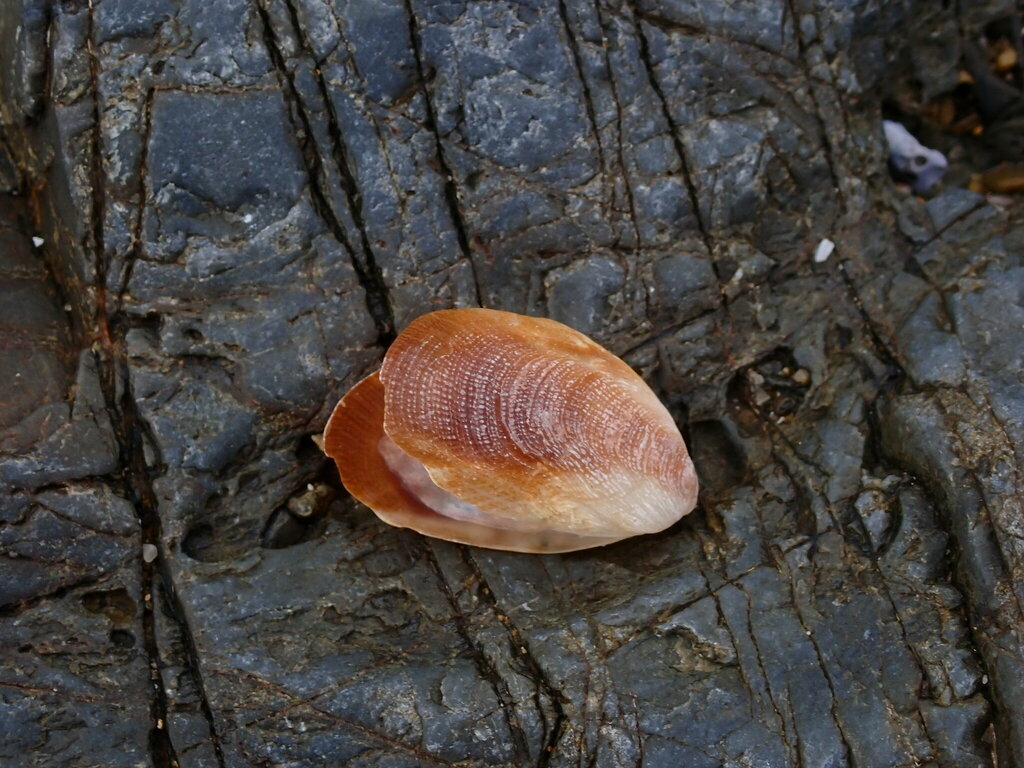 Southern Sponge Finger from Woolgoolga NSW 2456, Australia on March 21 ...