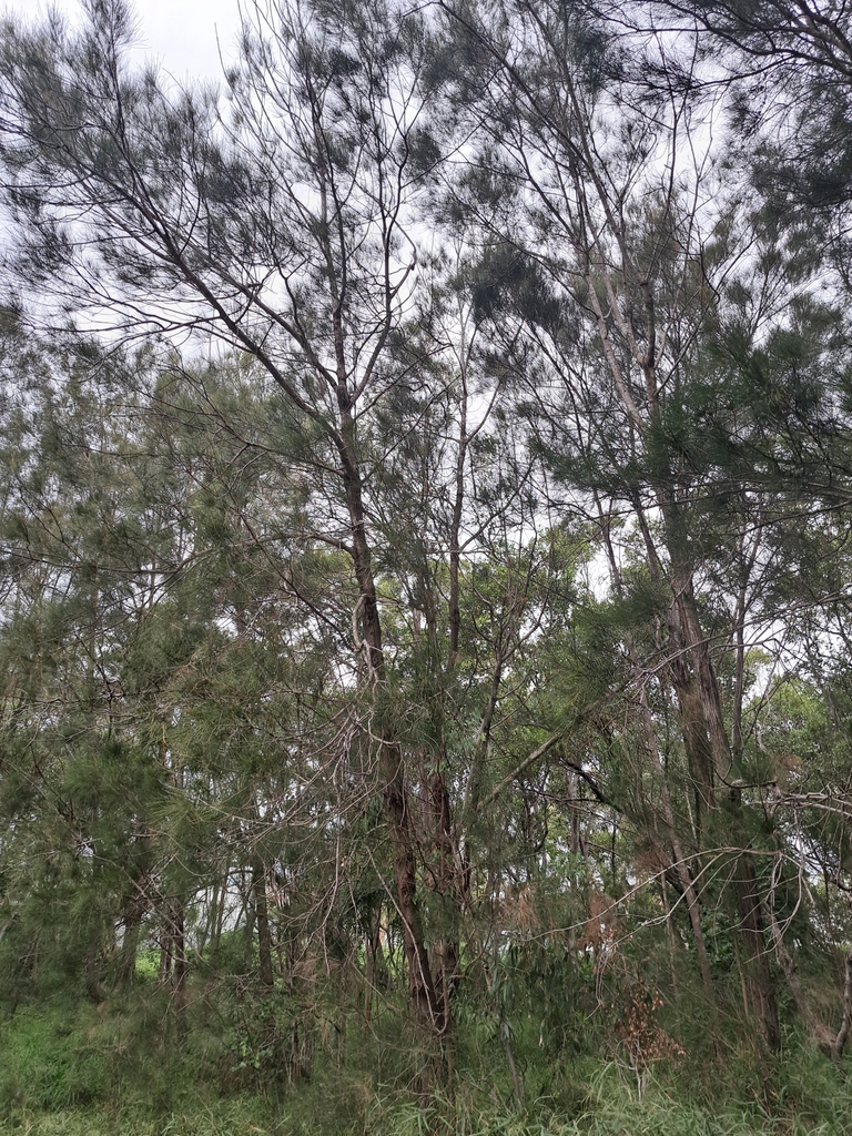 Swamp sheoak from Coorparoo QLD 4151, Australia on March 21, 2024 at 04 ...