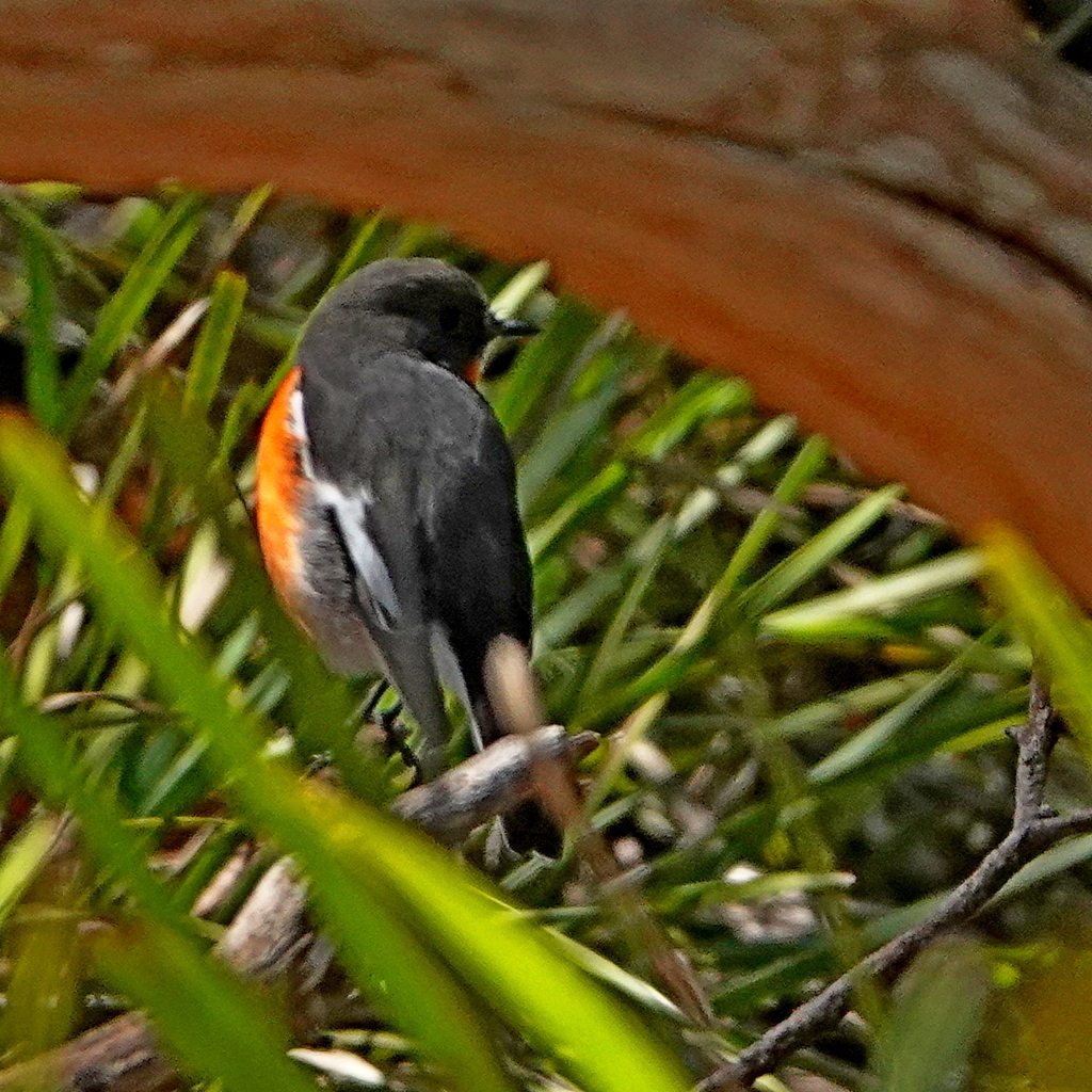 Flame Robin from Glen Allen NSW 2631, Australia on March 19, 2024 at 12 ...