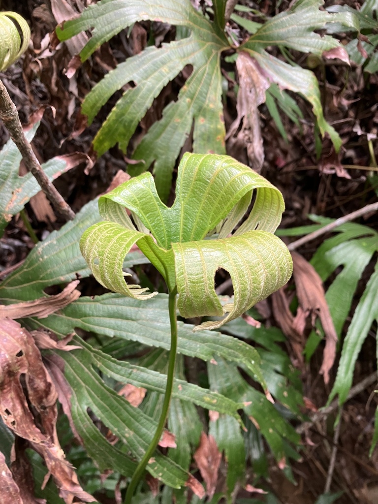Broad-leaf Fern from 臺灣島, 龍潭區, TAO, TW on March 21, 2024 at 03:06 PM by ...