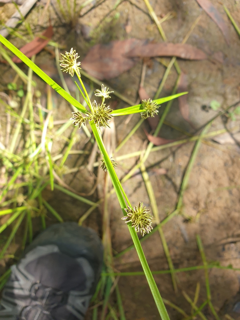 Variable Flatsedge from Baulkham Hills - North, AU-NS, AU on March 21 ...