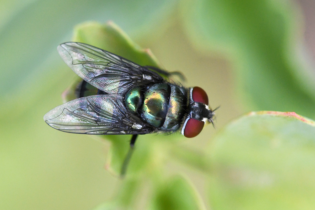 Chrysomya putoria from Colchester, Gqeberha, South Africa on March 31 ...