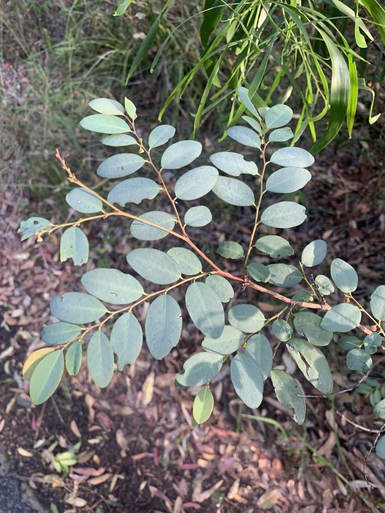 coffee bush from Glenrock State Conservation Area, Whitebridge, NSW, AU on March 21, 2024 at 05: ...