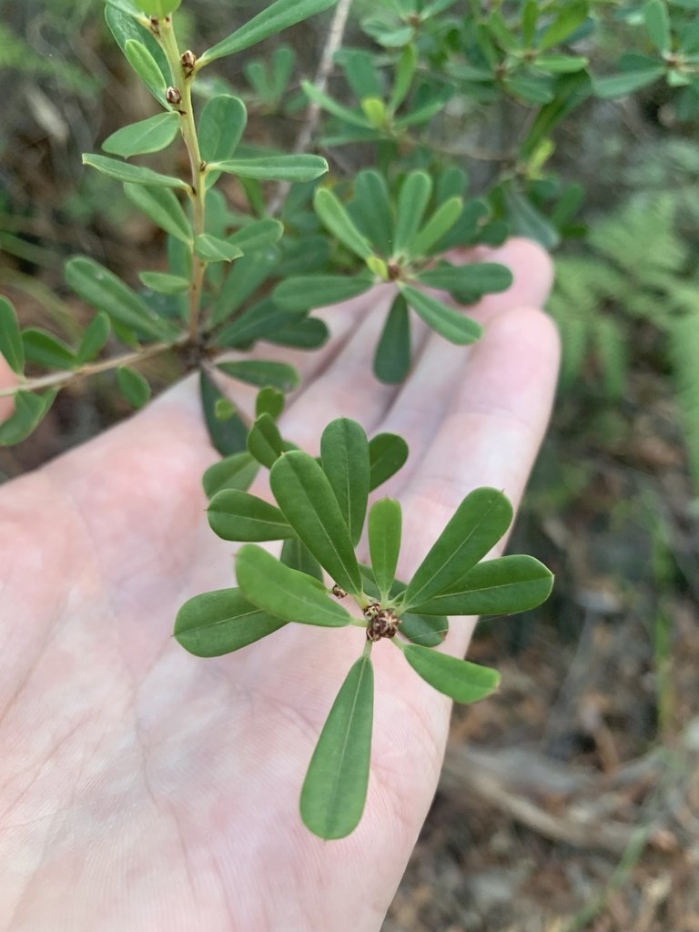 Large-leaf Bush Pea from Glenrock State Conservation Area, Whitebridge, NSW, AU on March 21 ...