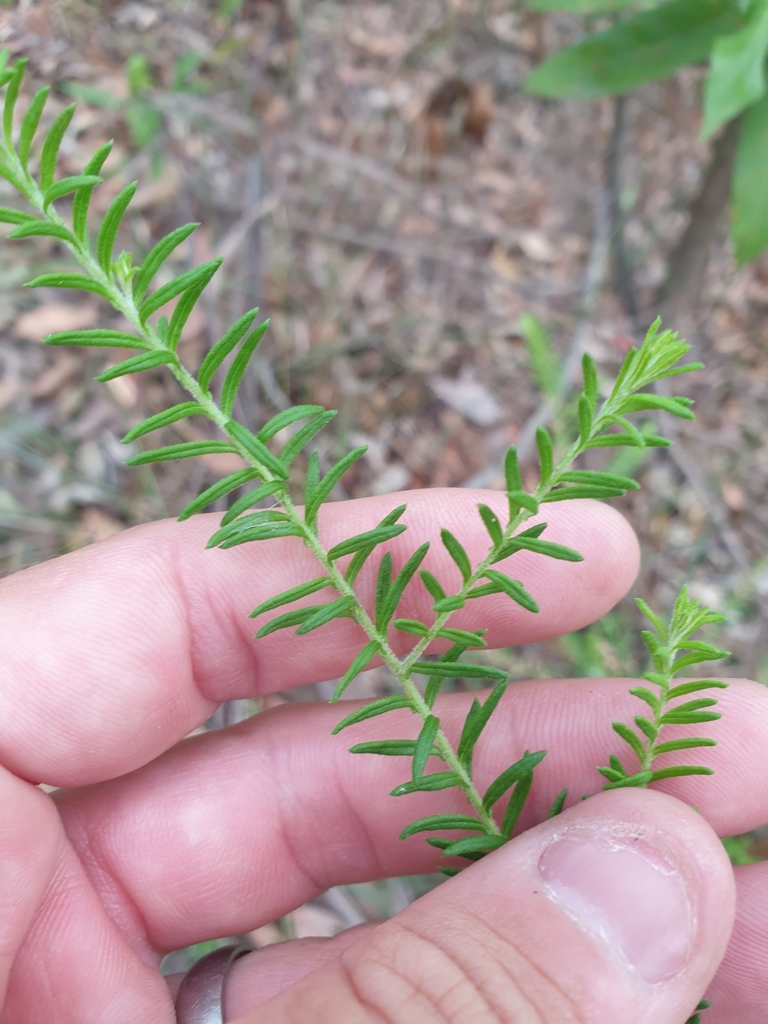 Sago Flower from Hornsby NSW 2077, Australia on March 21, 2024 at 04:17 ...