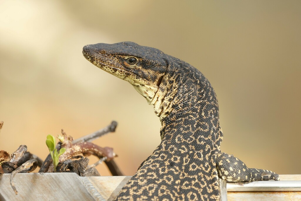 Mitchell's Water Monitor in March 2024 by Brandon Sideleau · iNaturalist