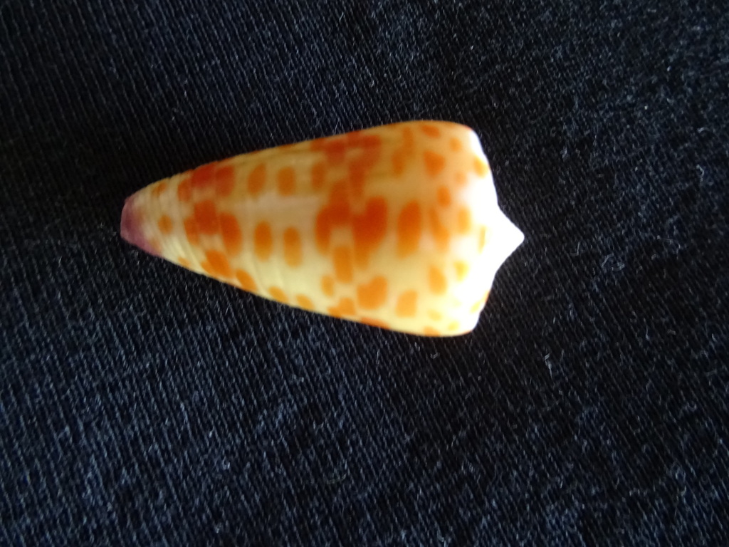 Tessellate Cone from Misali Island, Tanzania on March 20, 2024 at 04:20 ...