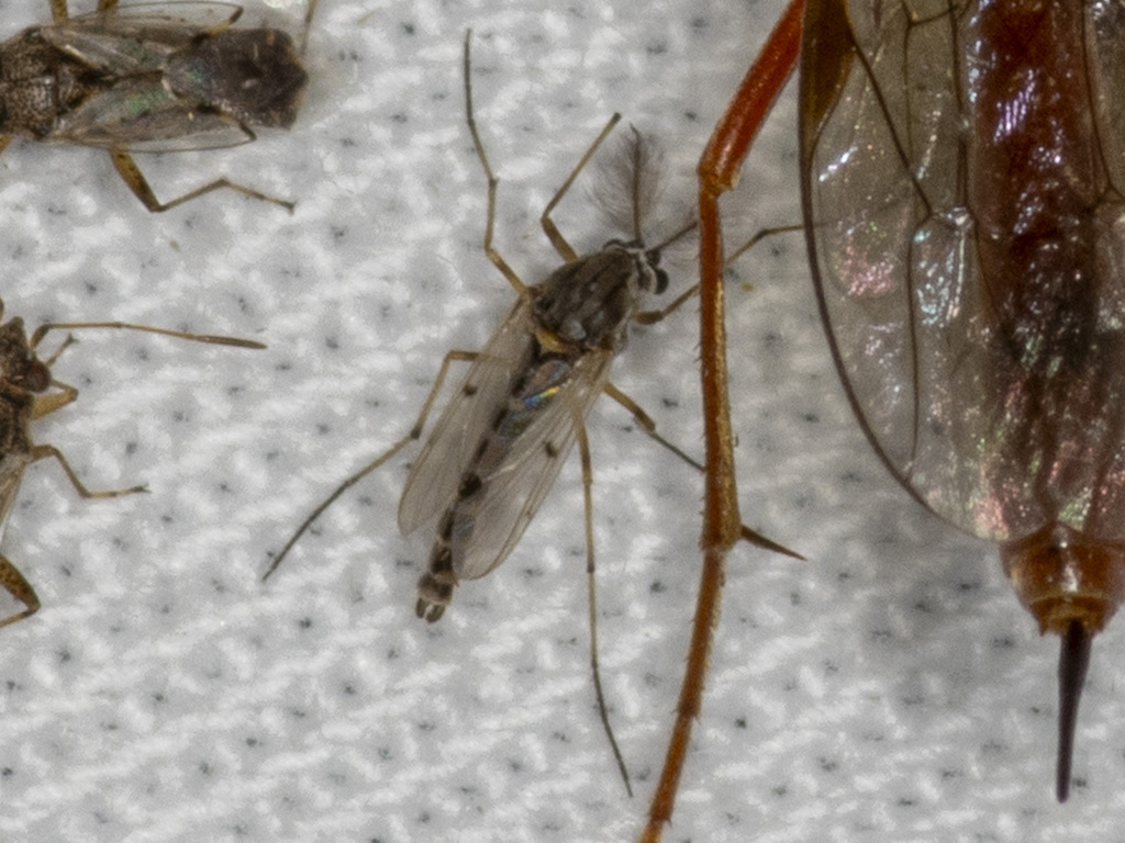 Procladius from Won Wron VIC 3971, Australia on December 28, 2019 at 11 ...