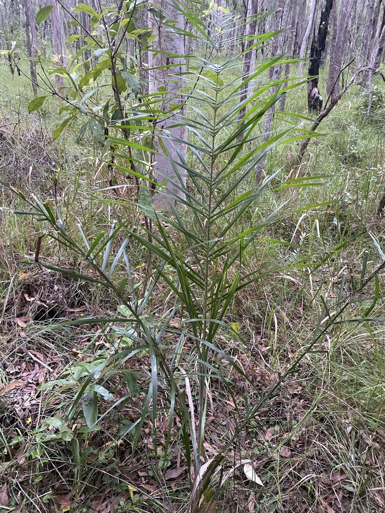Queen palm from Cycle Path, Alexandra Hills, QLD, AU on March 21, 2024 ...