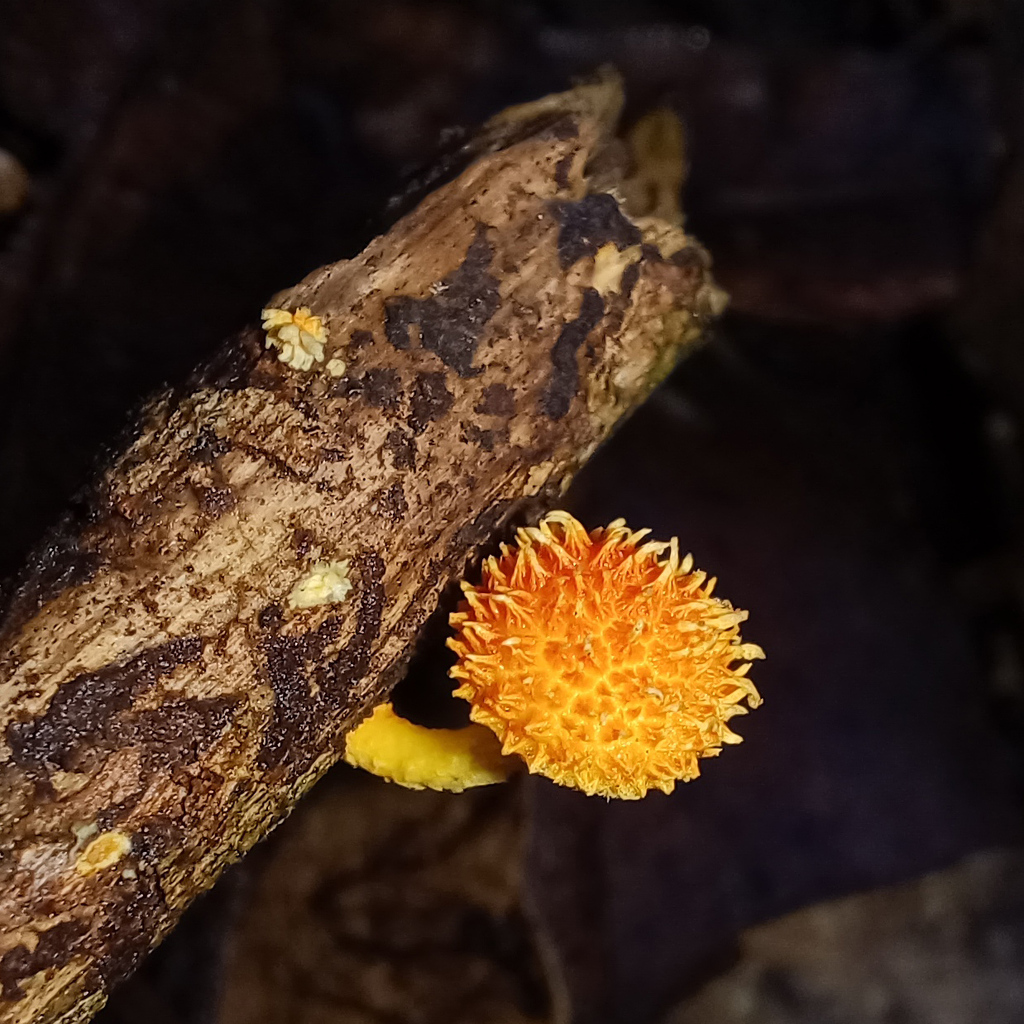 Golden-scruffy Collybia from Never Never NSW 2453, Australia on March ...