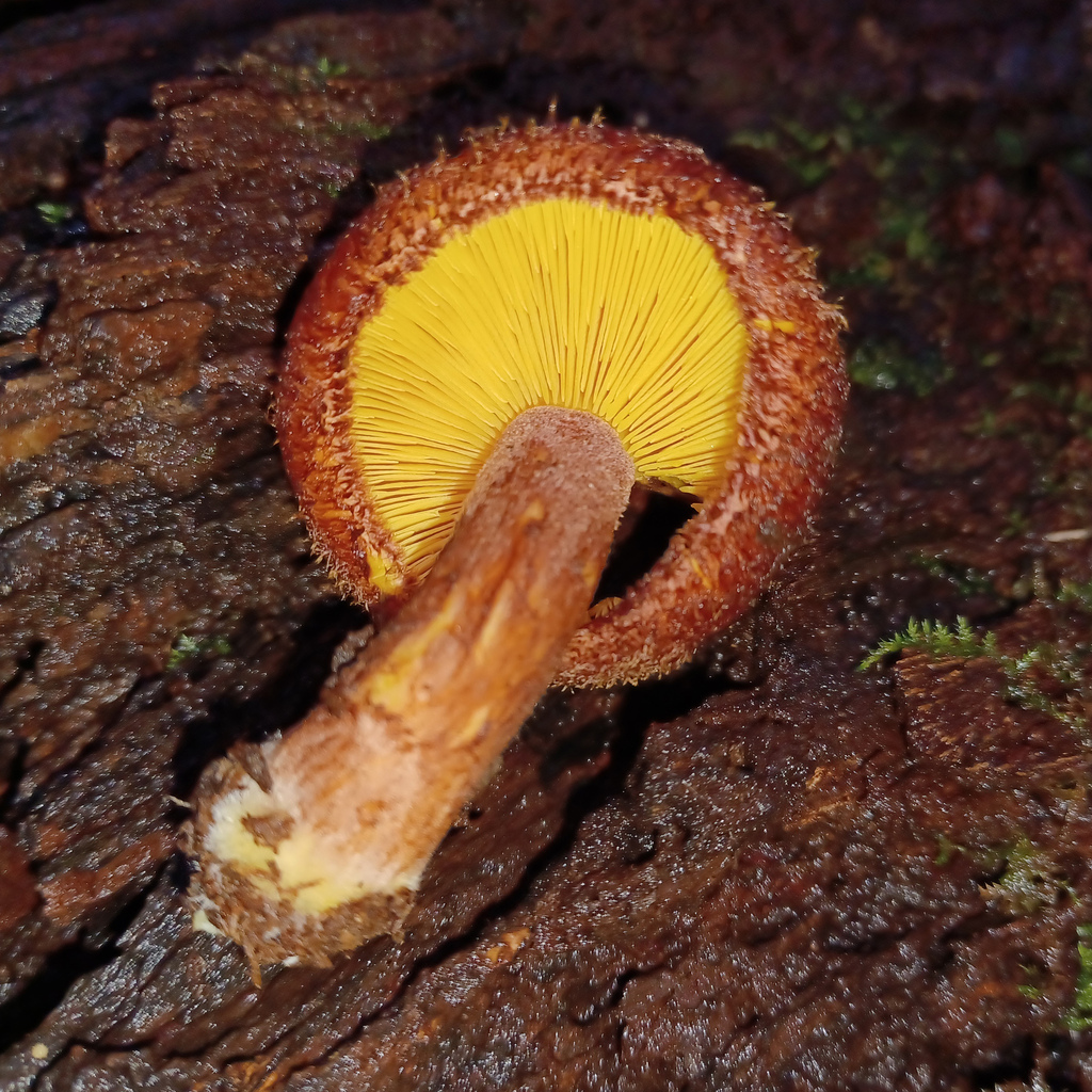 Tricholomopsis scabra from Never Never NSW 2453, Australia on March 16 ...