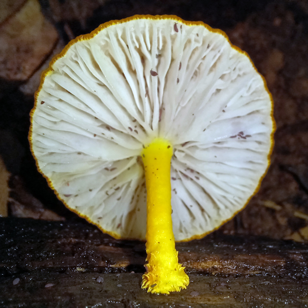 Golden-scruffy Collybia from Never Never NSW 2453, Australia on March ...