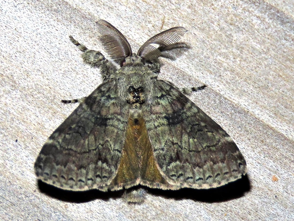 Tussock Moths from Chizavane, Mozambique on March 16, 2024 at 10:19 PM ...