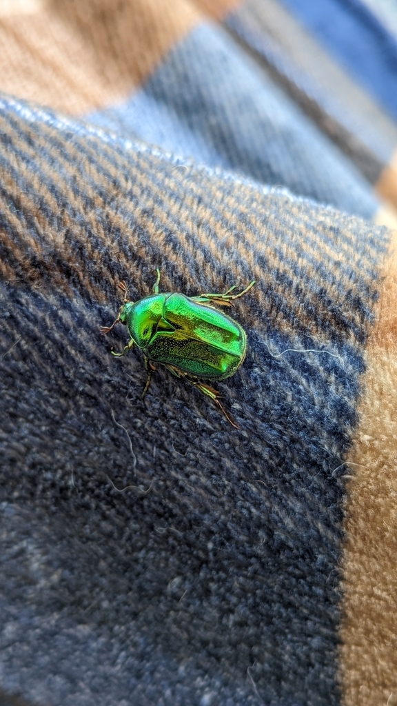 Midway emerald beetle in May 2023 by amy · iNaturalist