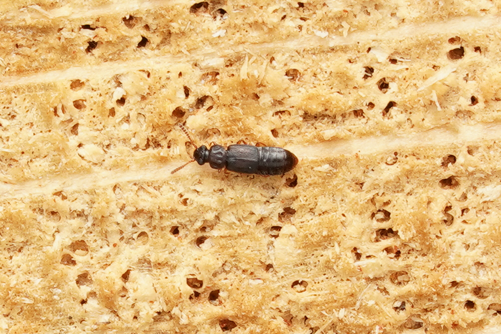 Rove Beetles from 38159 Vechelde, Germany on March 21, 2024 at 01:21 AM ...