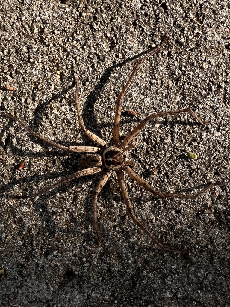 Araña cangrejo gigante desde Puerto Rico, Ceiba, Puerto Rico, US el 21 ...