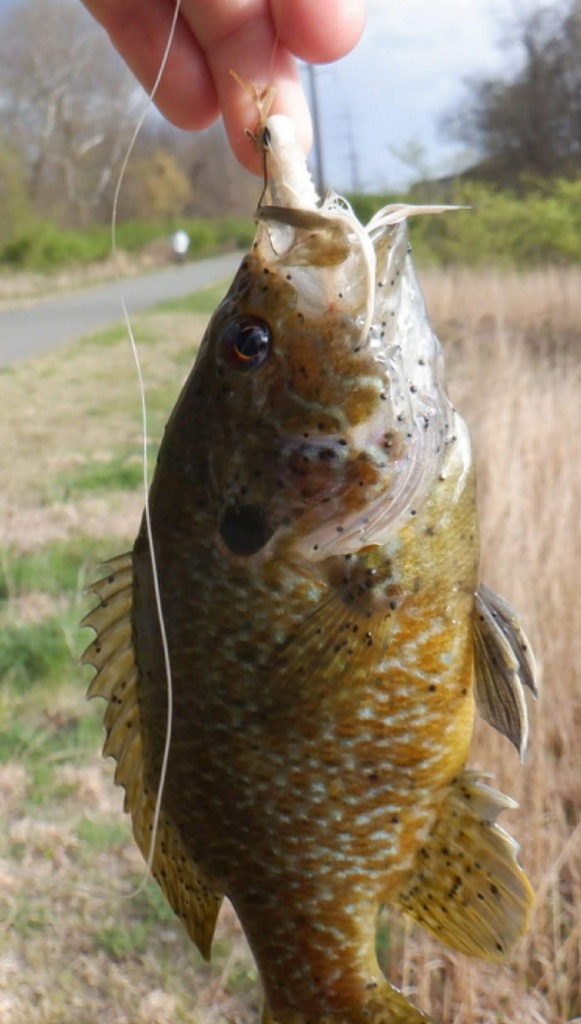 Green Sunfish × Warmouth from Chester County, PA, USA on April 9, 2020 ...