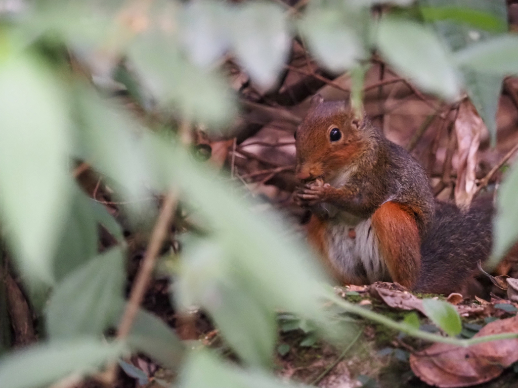 Red-hipped Squirrel from 中国尖峰岭国家森林公园 on February 26, 2024 at 03:44 PM ...