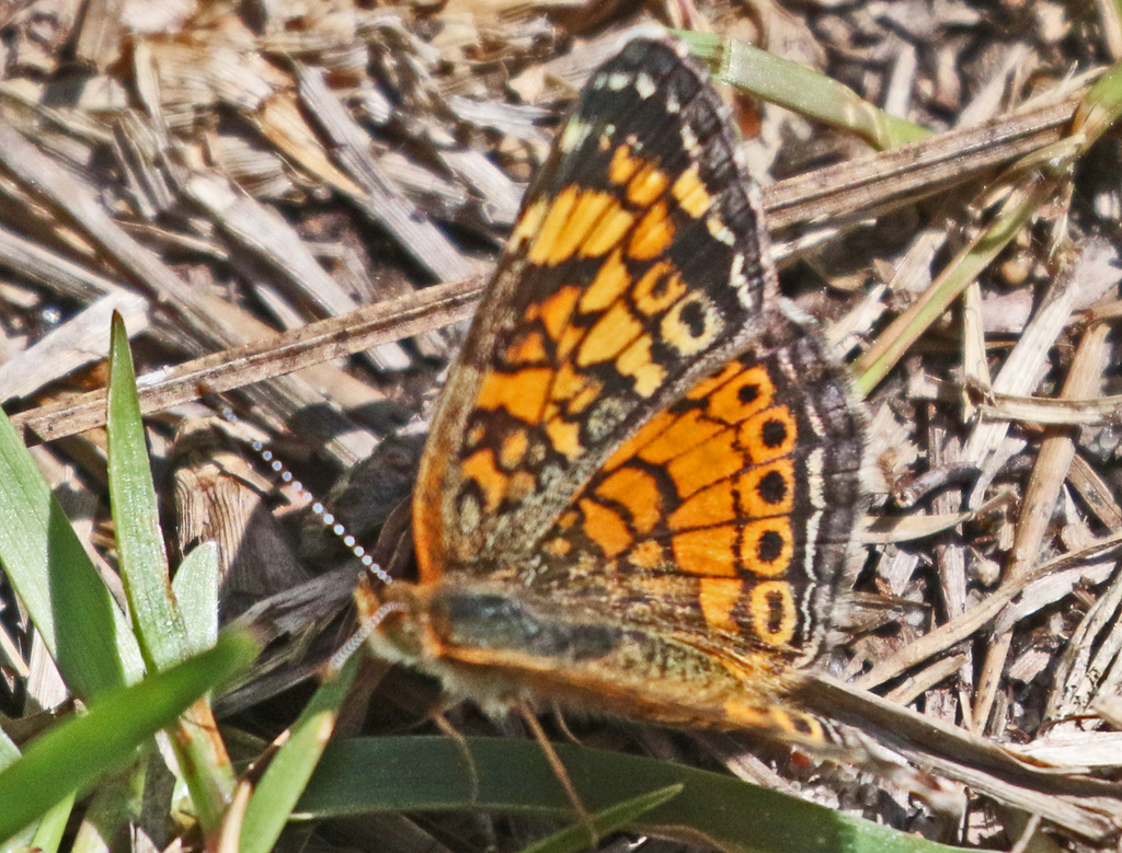 Pearl Crescent from Boykin Springs, Jasper County TX, USA on March 19 ...