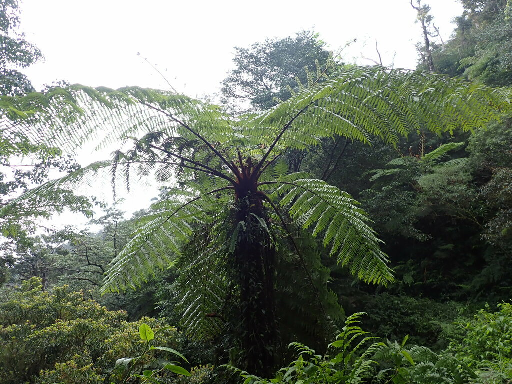 Spiny Tree Fern from 942台灣屏東縣春日鄉 on March 17, 2024 at 09:34 AM by 周志和 ...