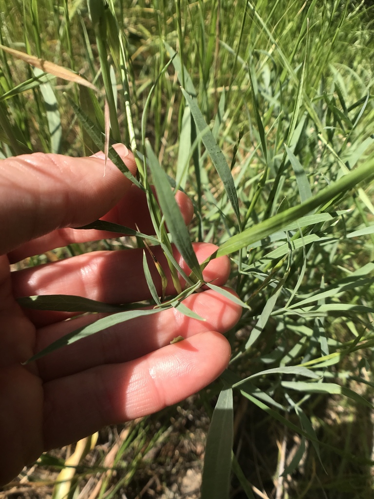 Kellogg's yampah (Perideridia kelloggii) - Botanical Realm