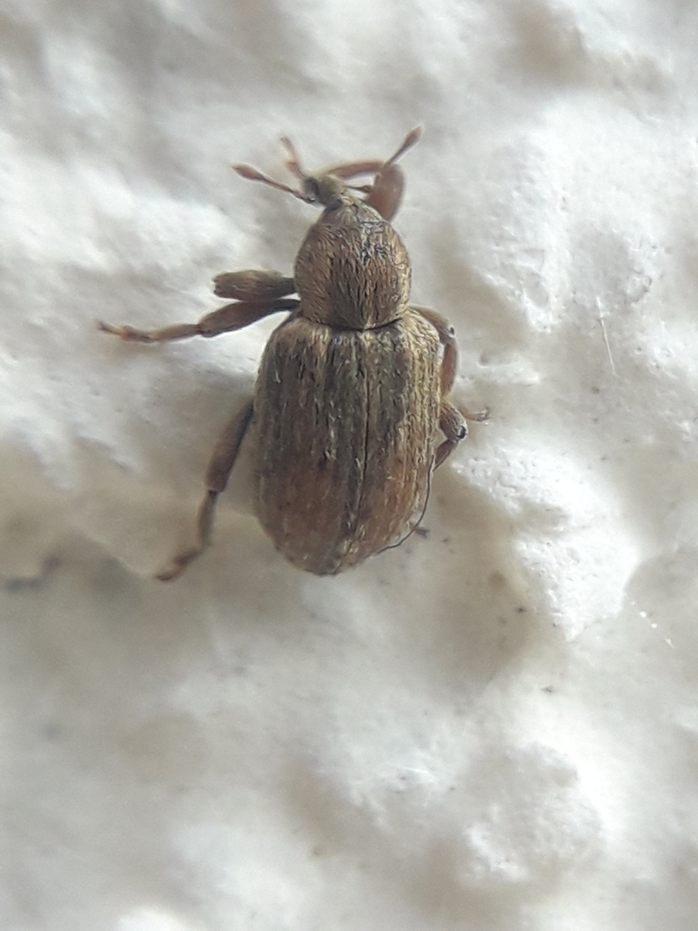 Alfalfa Weevil from Chartres-de-Bretagne, France on March 20, 2024 at ...