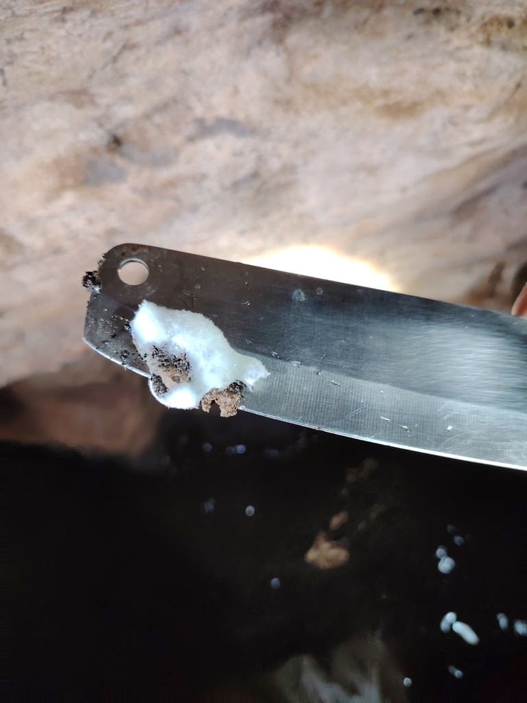 Ascomycete Fungi from Merafong City Local Municipality, South Africa on ...