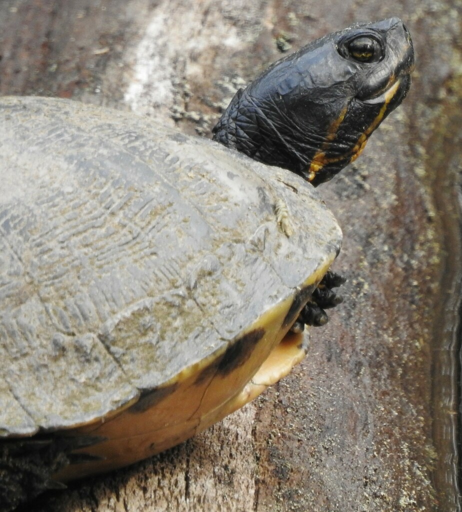 Pond Slider from Santa Rosa, Florida, United States on March 7, 2024 at ...