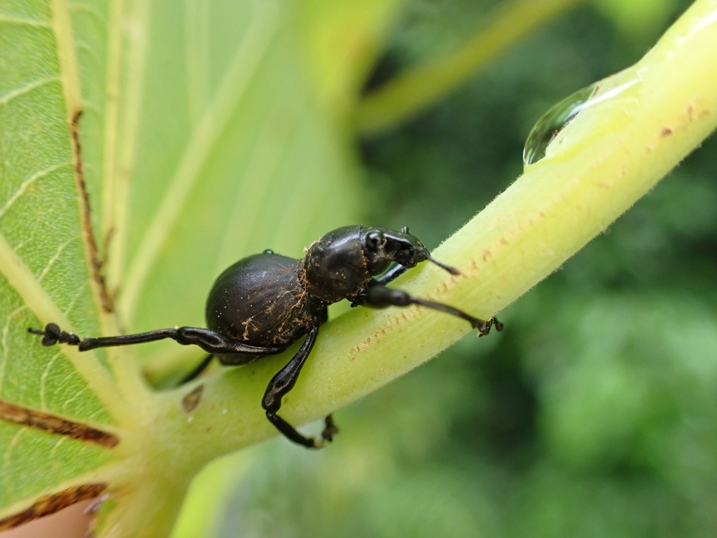 Pachyrhynchus infernalis in March 2024 by nomame · iNaturalist