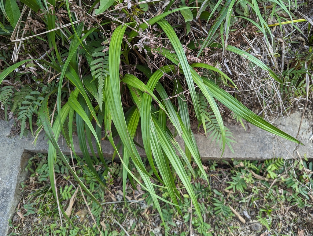 Bletilla formosana from Taipei, Taiwan on March 21, 2024 at 04:10 PM by ...