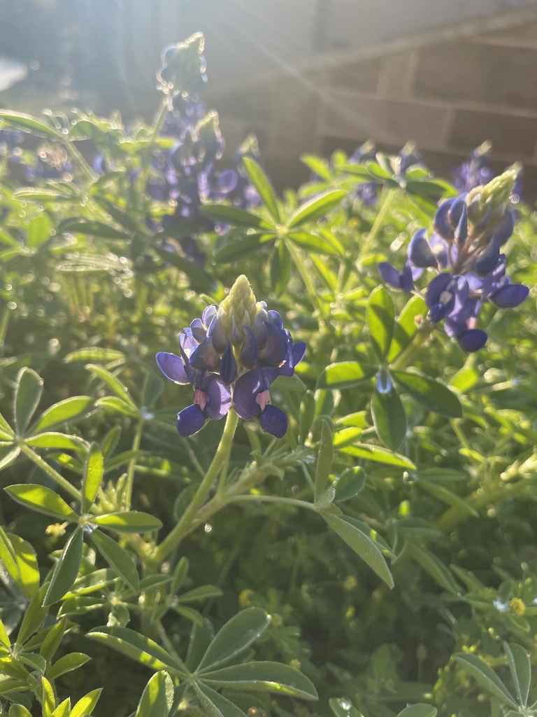 Texas bluebonnet from University of North Texas, Denton, TX, US on ...