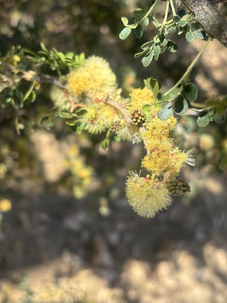 Dog Poop Bush from La Paz, B.C.S., MX on March 16, 2024 at 03:45 PM by ...