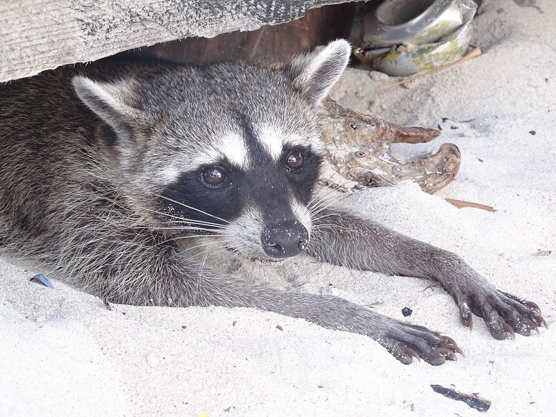 Pygmy Raccoon from Cozumel, Quintana Roo, Mexico on July 31, 2019 at 01 ...
