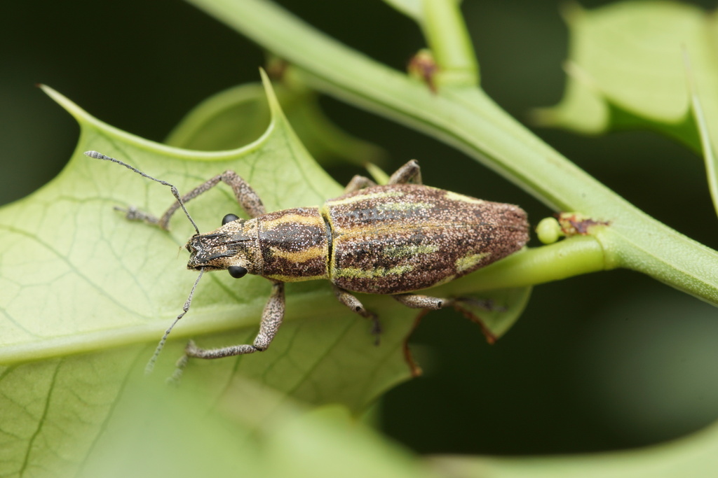 Naupactus navicularis from Irati, PR, 84500-000, Brasil on March 21 ...