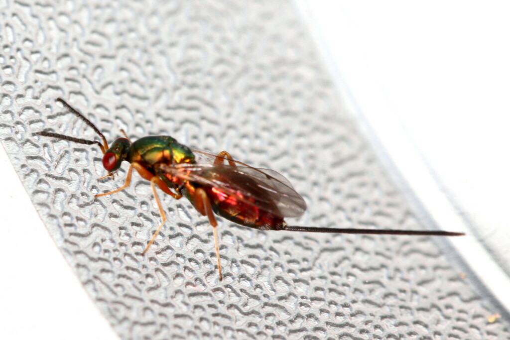 Torymus bedeguaris from 54 Badem, Germany on June 25, 2021 at 01:02 PM ...