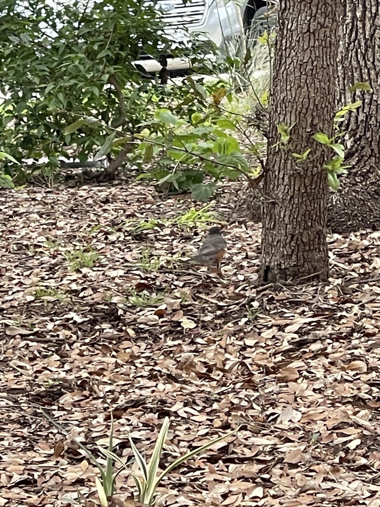 American Robin from Trinity University, San Antonio, TX, US on March 20 ...