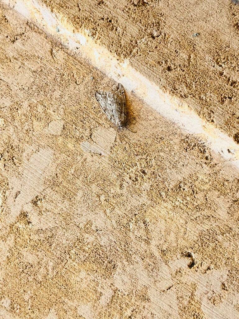 Juniper Pug from Mankato, MN, USA on March 19, 2024 at 02:30 PM by ...