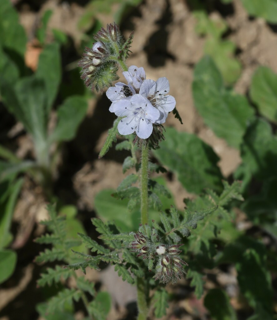 distant phacelia from La Habra Heights, CA, USA on March 20, 2024 at 09 ...