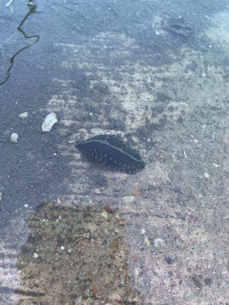 Smooth Turtle Leech from McKinney, TX, US on March 15, 2024 at 11:16 AM ...