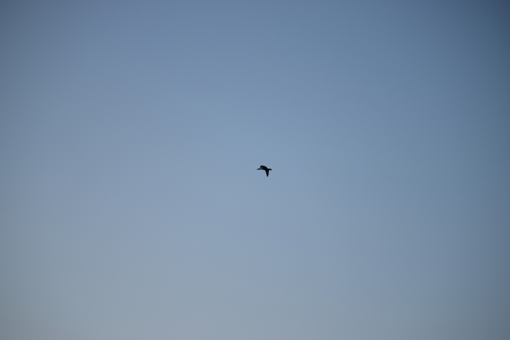 Birds from Lake Raleigh, Raleigh, NC 27606, USA on March 19, 2024 at 07 ...