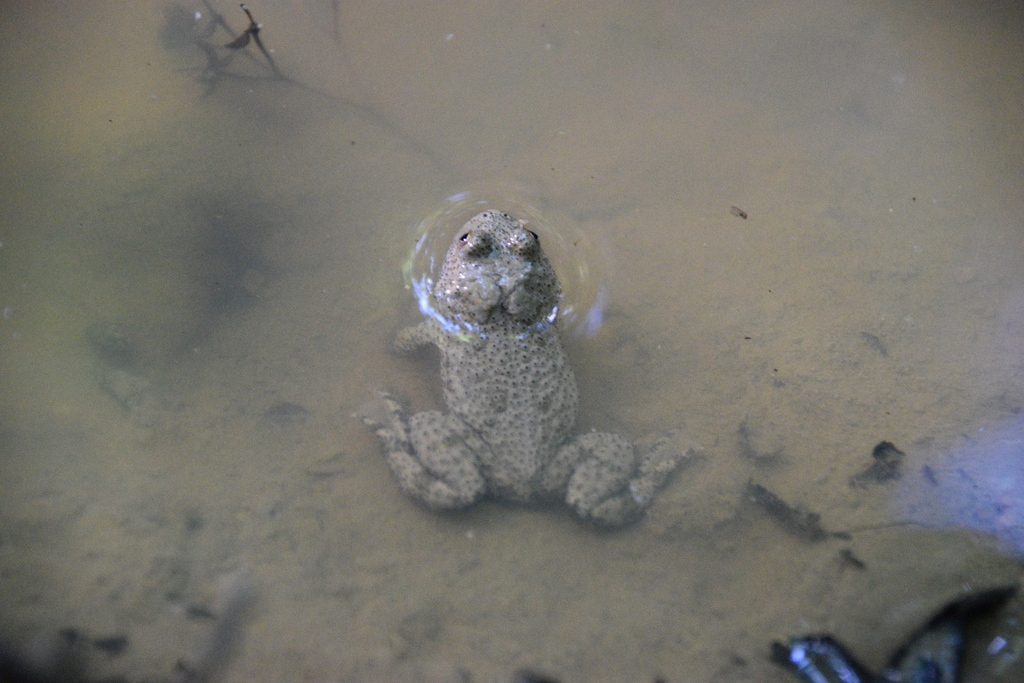 Yellow-bellied Toad from Iași, Romania on August 8, 2023 at 04:18 PM by ...