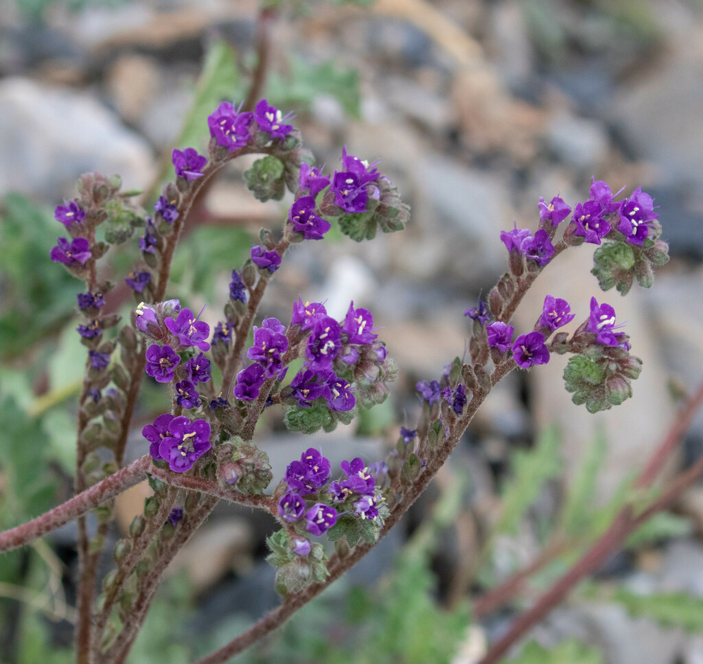 Notch-leaf Scorpionweed from Desert National Wildlife Refuge, Clark ...