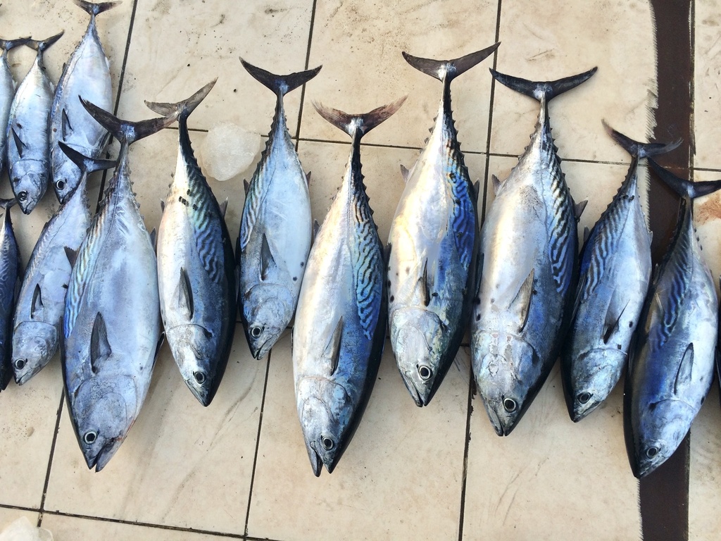 Mackerel Tuna from Corniche Street, AE on 21 March, 2015 at 09:07 PM by ...