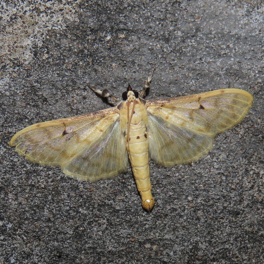 Pearl Moths from Makunda Christian Leprosy and General Hospital on ...