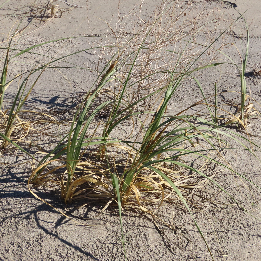 silky panicgrass from Palm Springs, CA, USA on March 20, 2024 at 08:00 ...