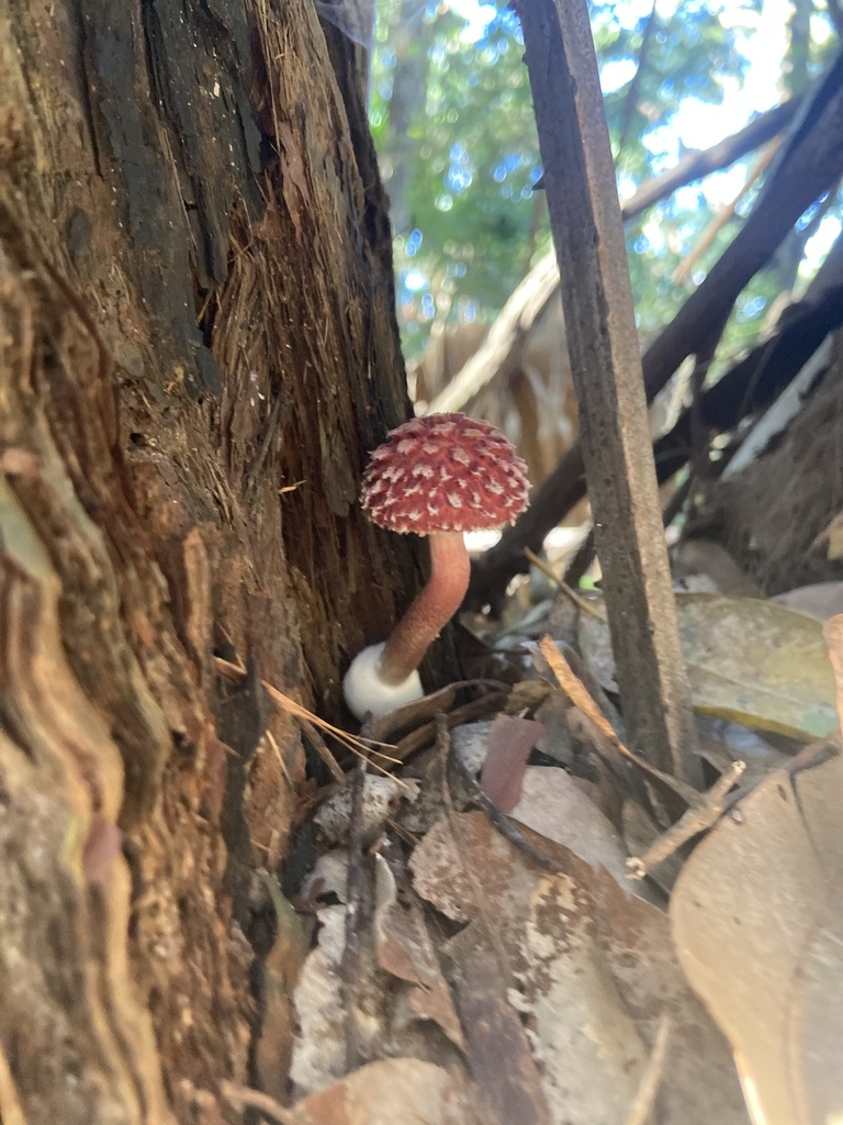 Boletellus from Parque Nacional Real, Lilyvale, NSW, AU on March 3 ...