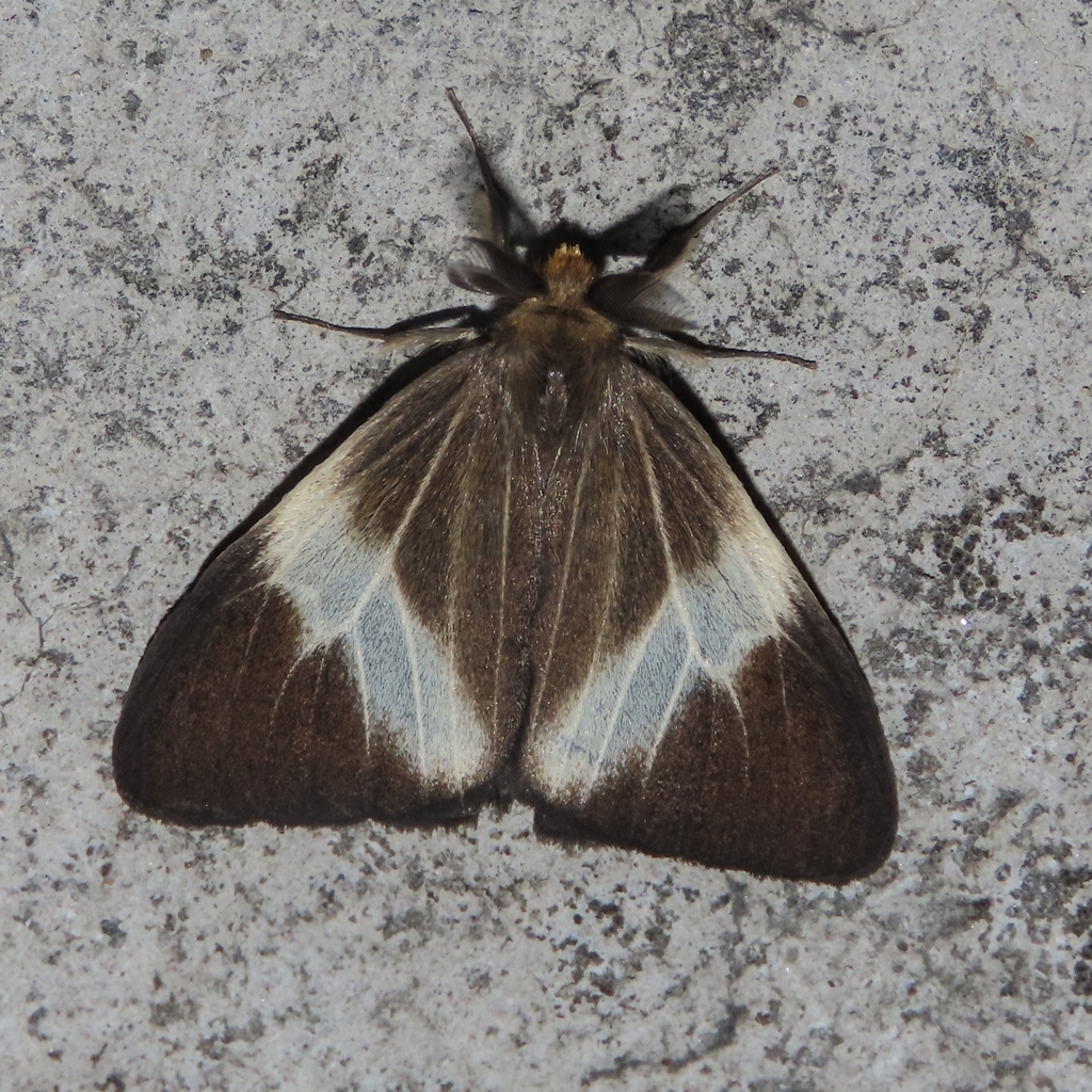 Butterflies and Moths from Assam 788727, India on February 27, 2024 at ...