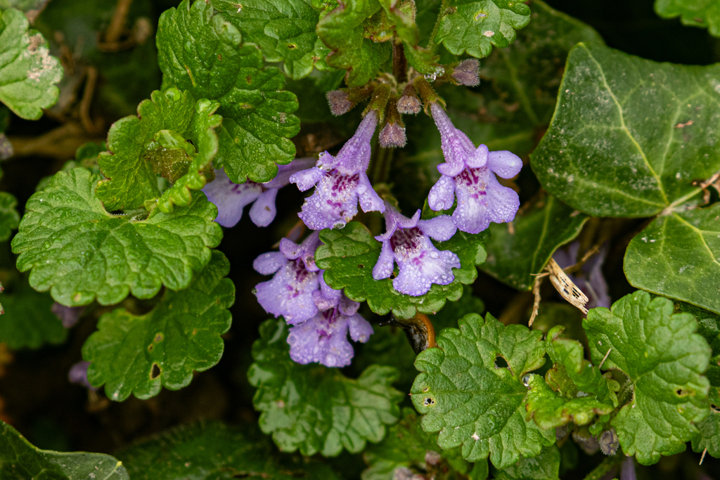 ground-ivy from Botanic Garden Meise, Belgium on March 21, 2024 at 11: ...