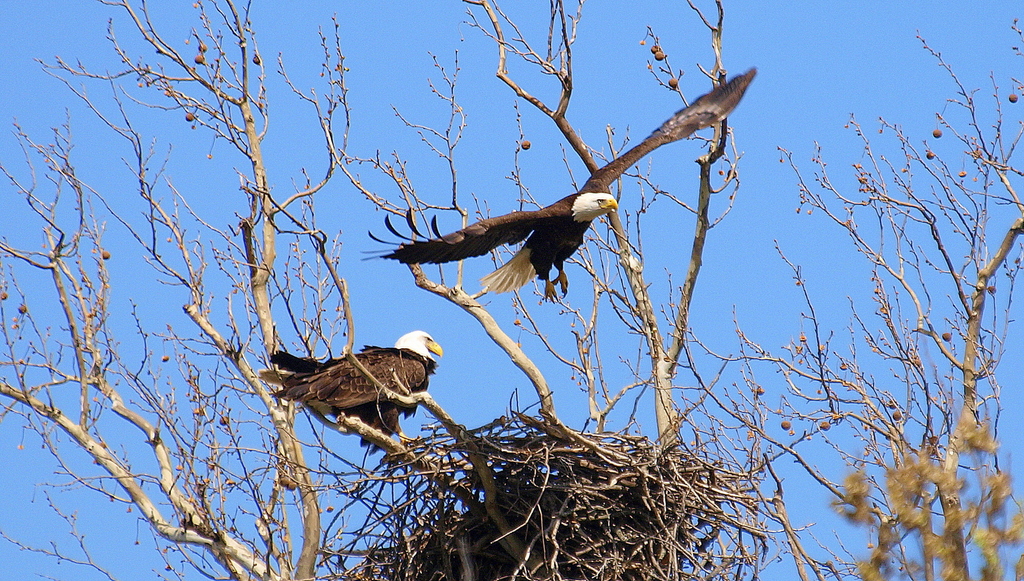 Bald Eagle in March 2024 by Kala Murphy King. Changing Of The Guard She ...